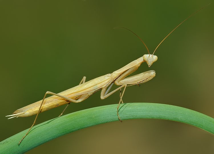 Espaço Ciências 5ºano: Epiderme com carapaça de quitina
